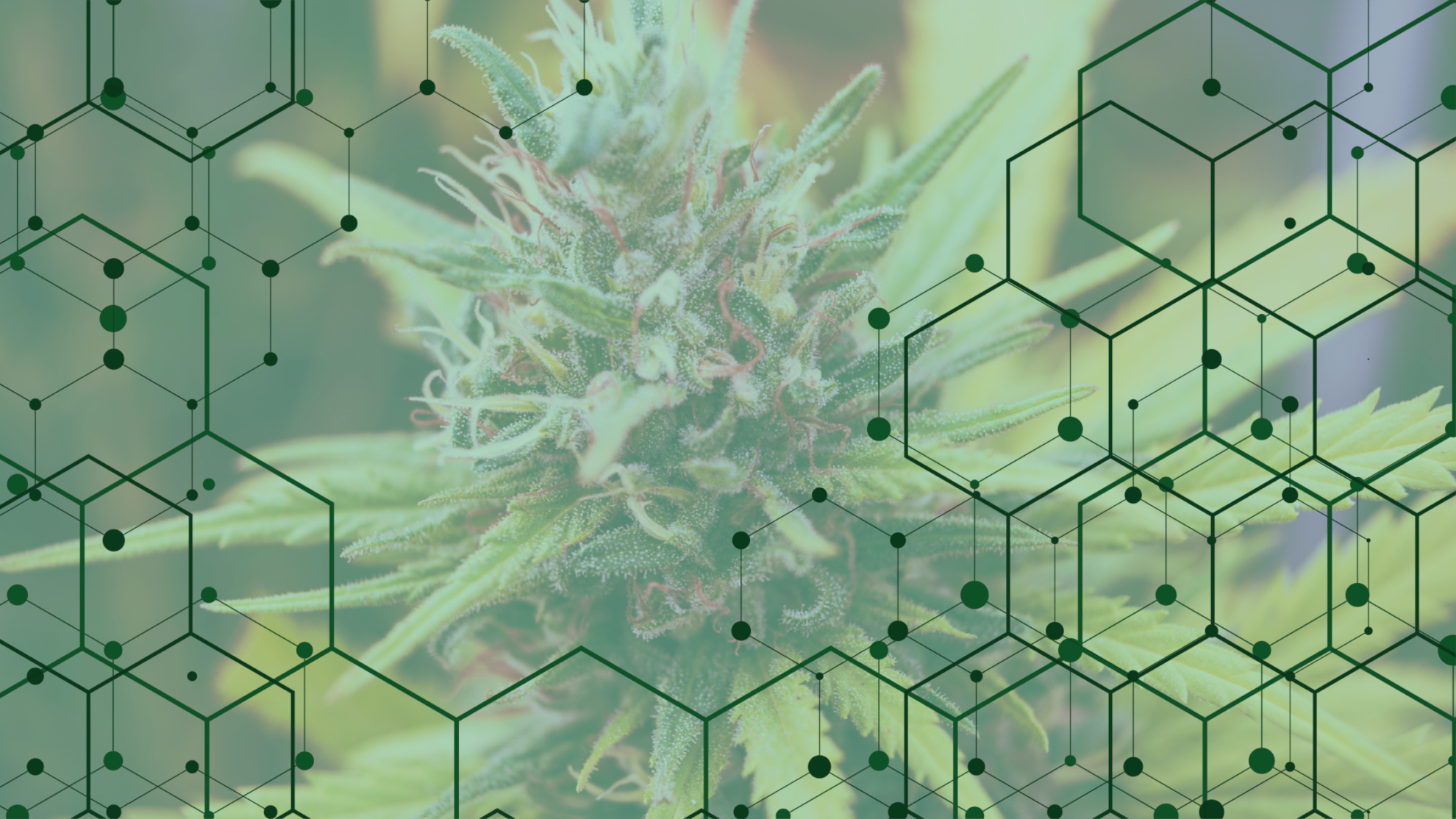 Understanding the Entourage Effect - Nature Med Dispensaries