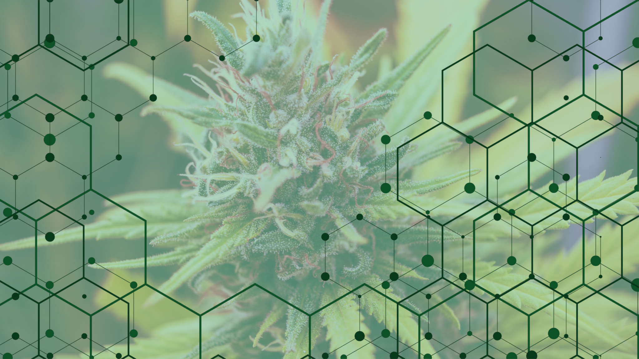 Understanding the Entourage Effect - Nature Med Dispensaries