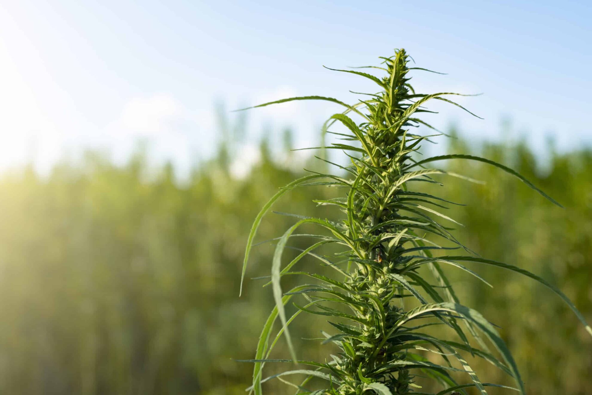 Hemp - Nature Med Dispensaries